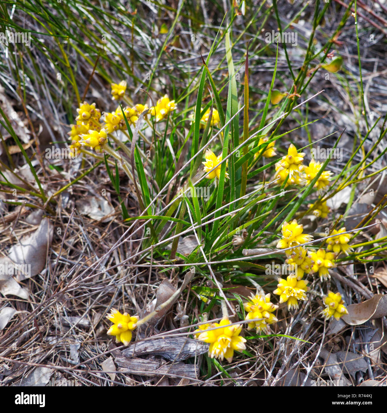 Conostylis flower buds starting to open 2 of 7 ubiquitous bright yellow ...