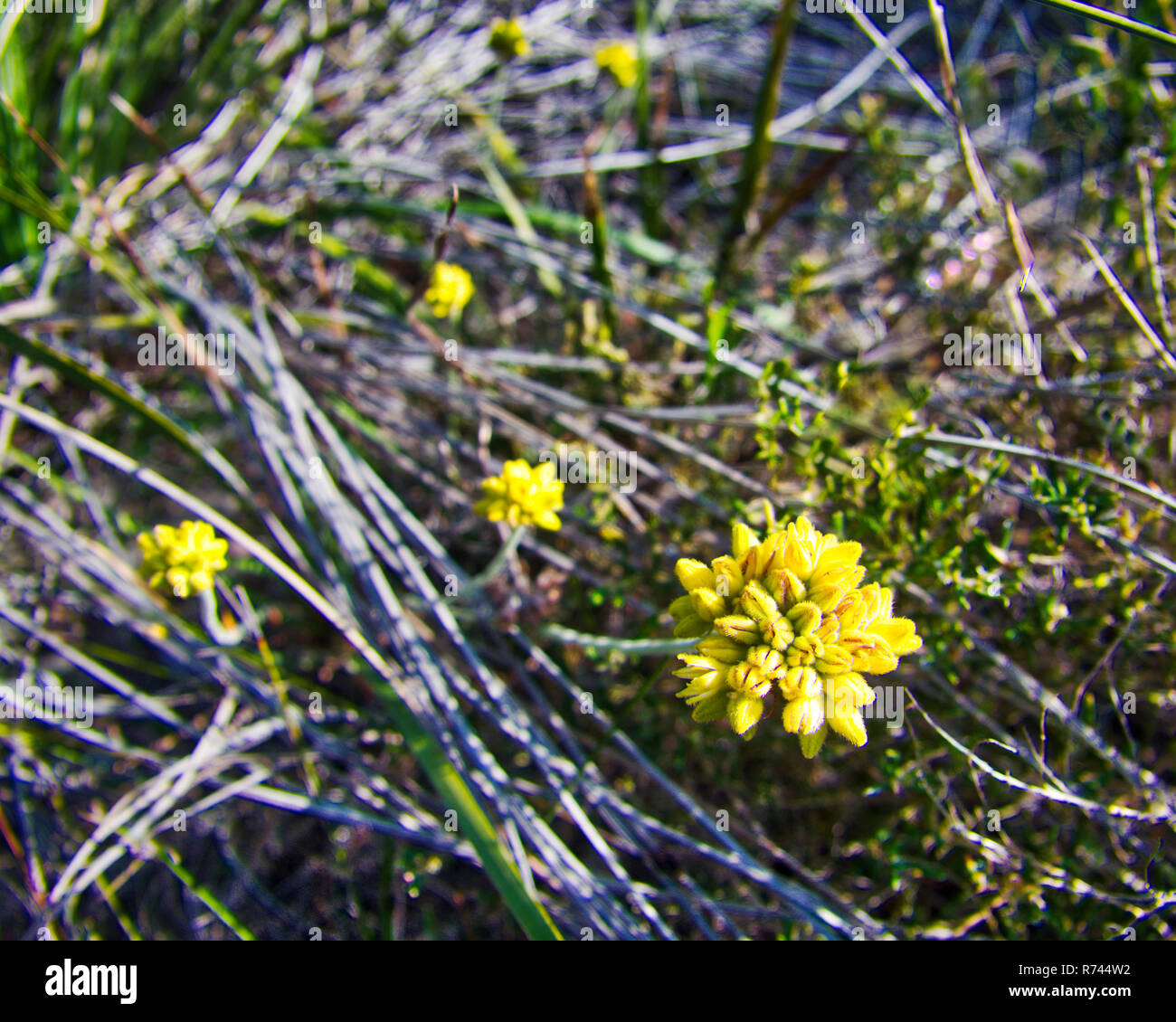 Conostylis buds opening sequence 3 of 7 yellow Australian native ...