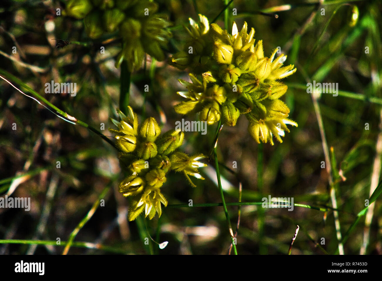 Conostylis flower buds opening sequence advanced, 4 of 7, Australian ...