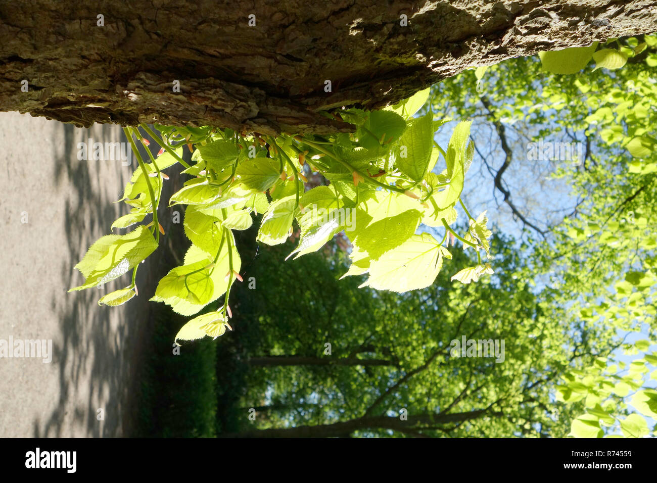 Linden tree bark background hi-res stock photography and images - Alamy
