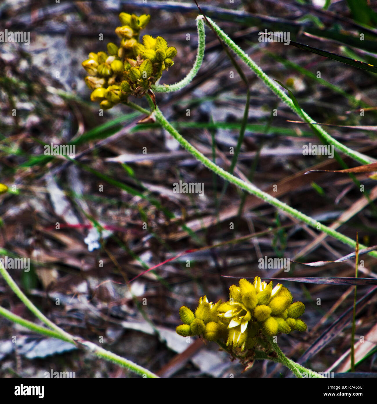 Conostylis flower bud opening sequence 5 of 7 partly open ubiquitous ...