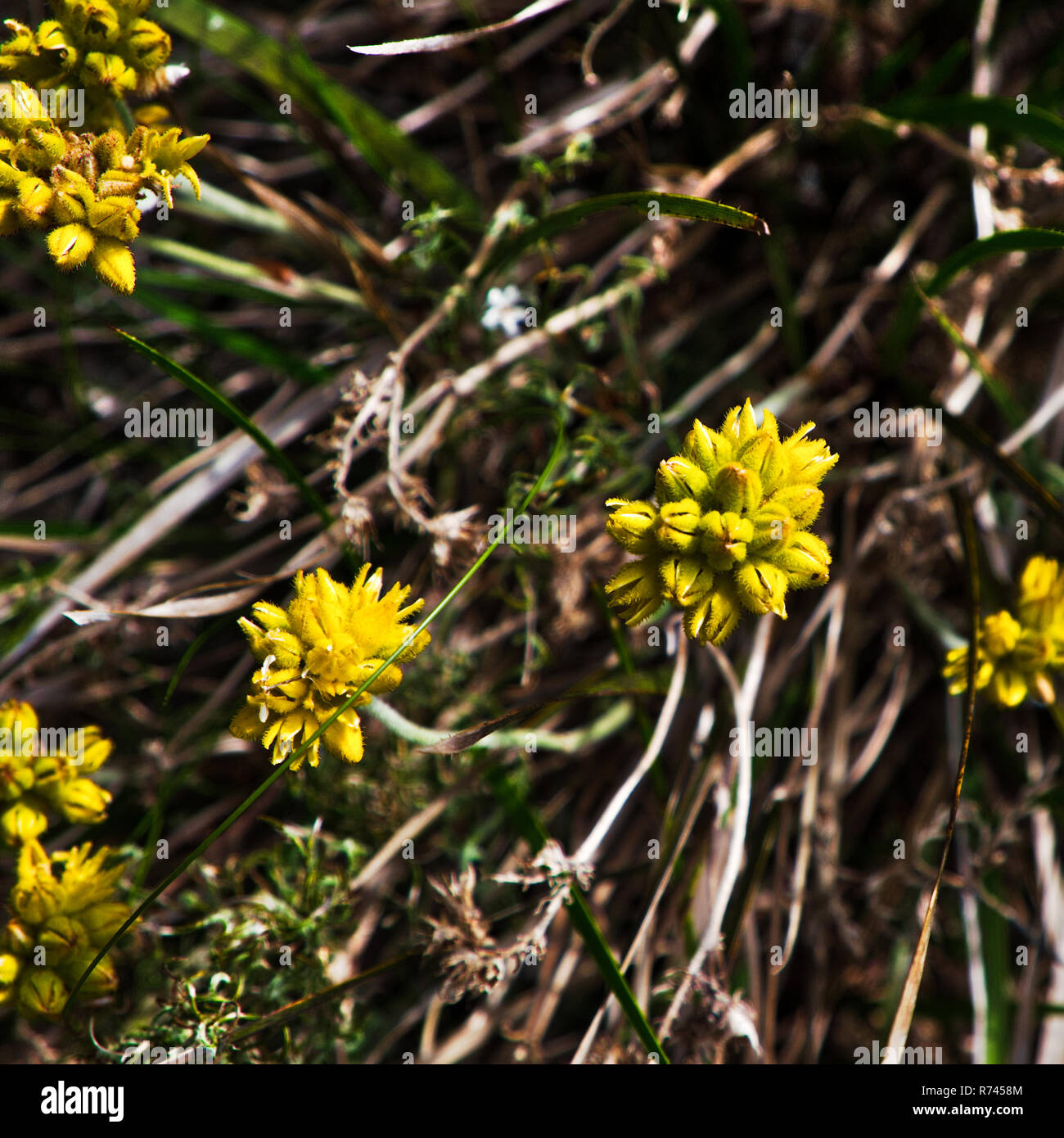 Conostylis flower bud opening sequenc 6 of 7 West Australian native ...