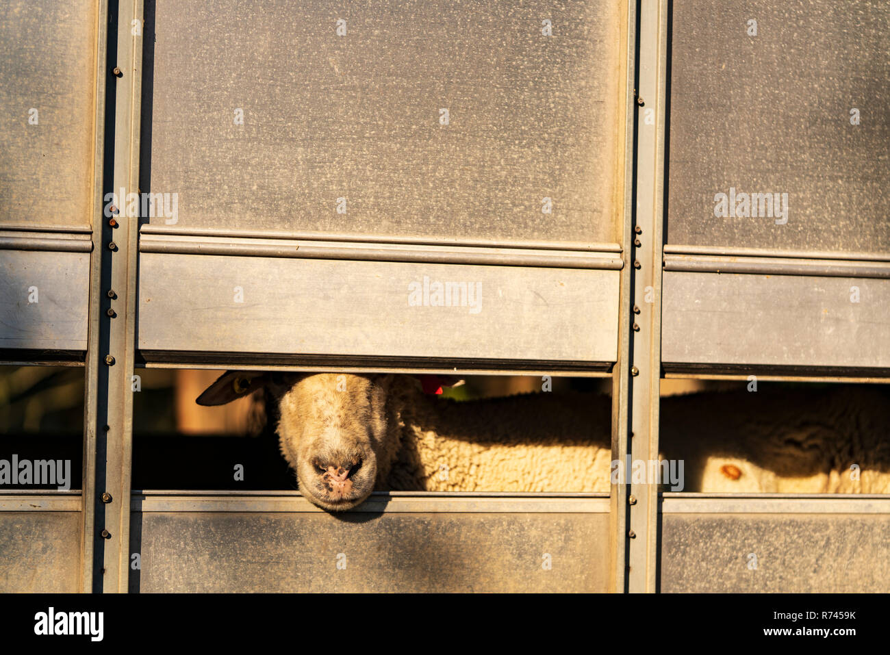 sheep in transporter Stock Photo - Alamy