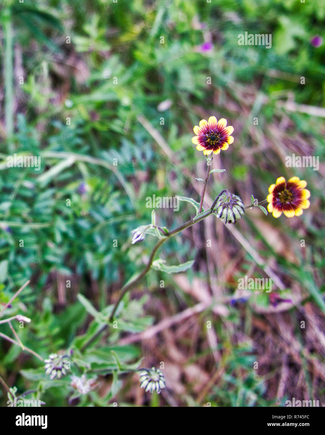 Stinking Roger, introduced culinary weed Stock Photo - Alamy