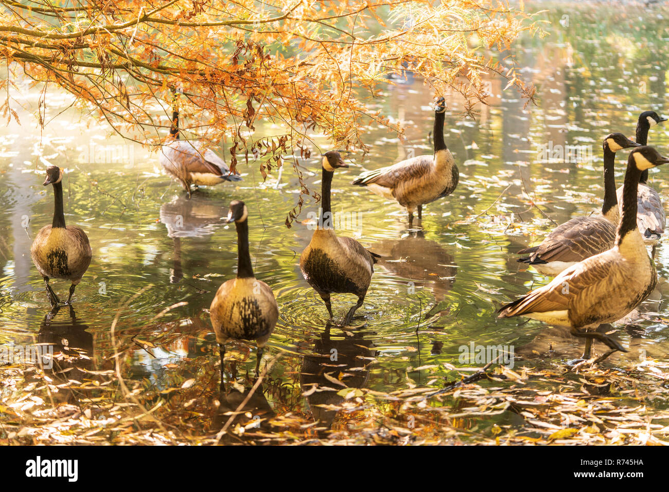 flock of Canada geese in pond Stock Photo - Alamy