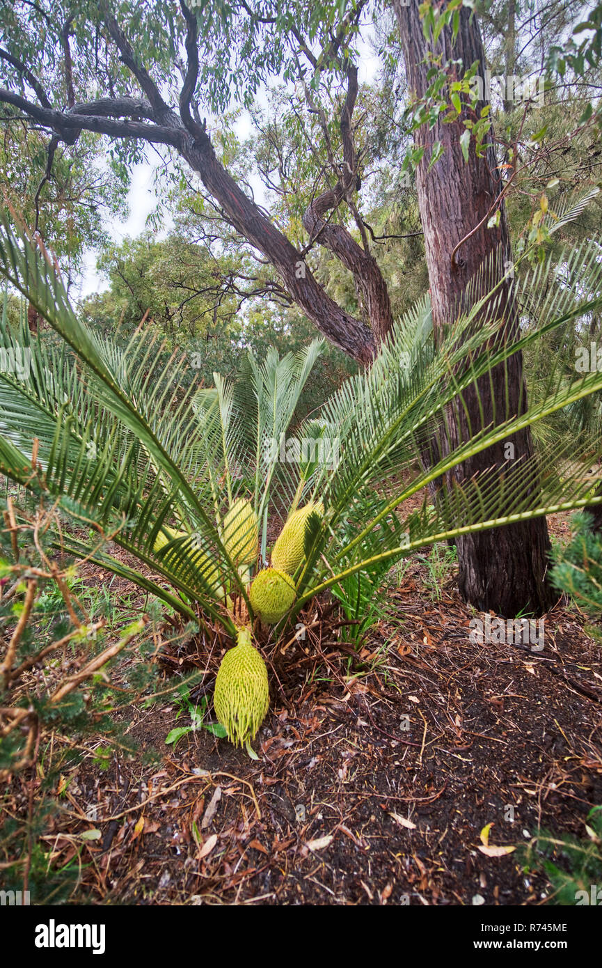 Macrozamia riedlei deserves the name macro - it is bigger than the ...