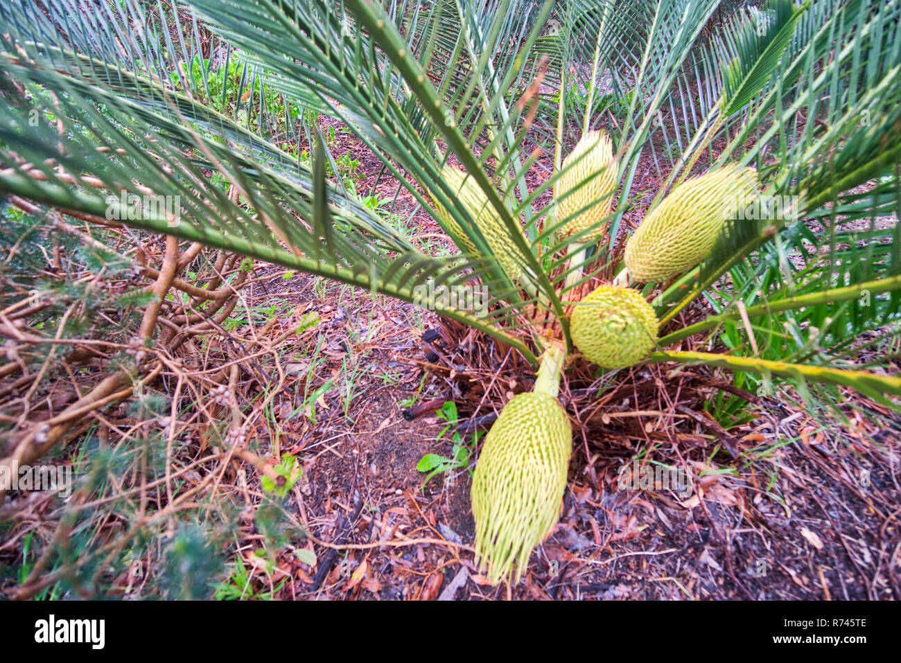 Macrozamia riedlei deserves the name macro - it is bigger than the ...