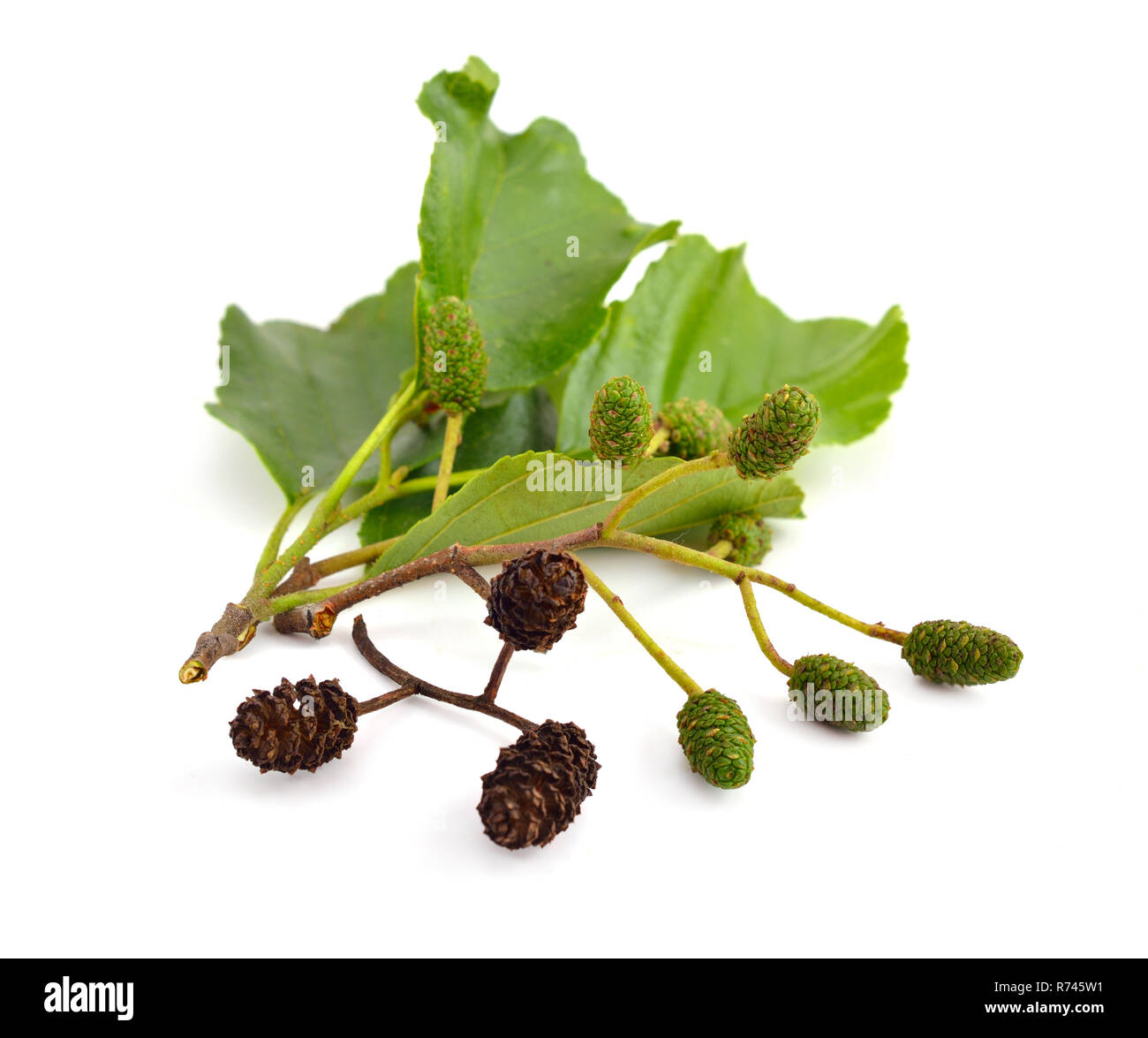 Alder (Alnus) isolated on white background Stock Photo - Alamy