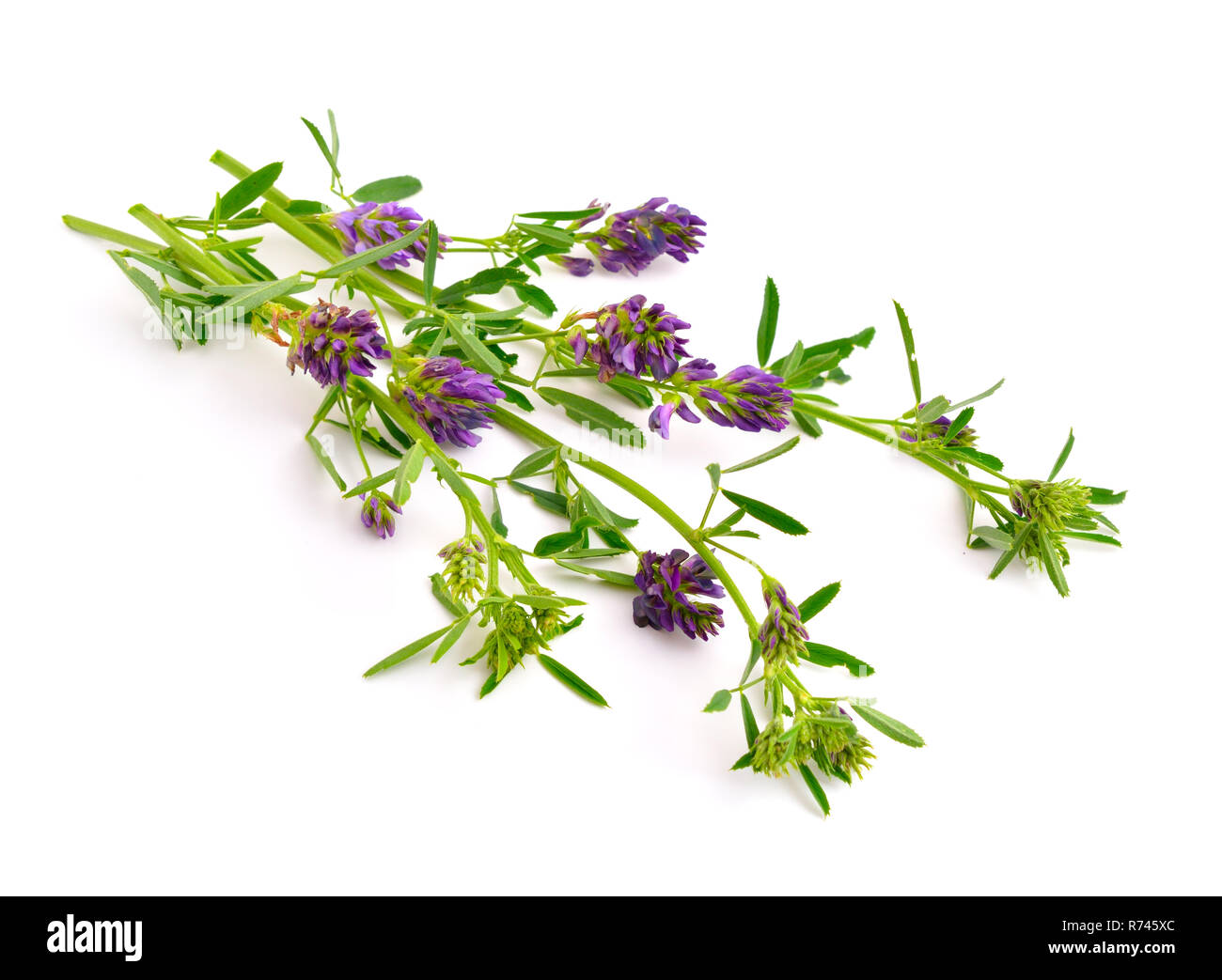 Medicago, Alfalfa, Medicago sativa, lucerne. Isolated on white ...