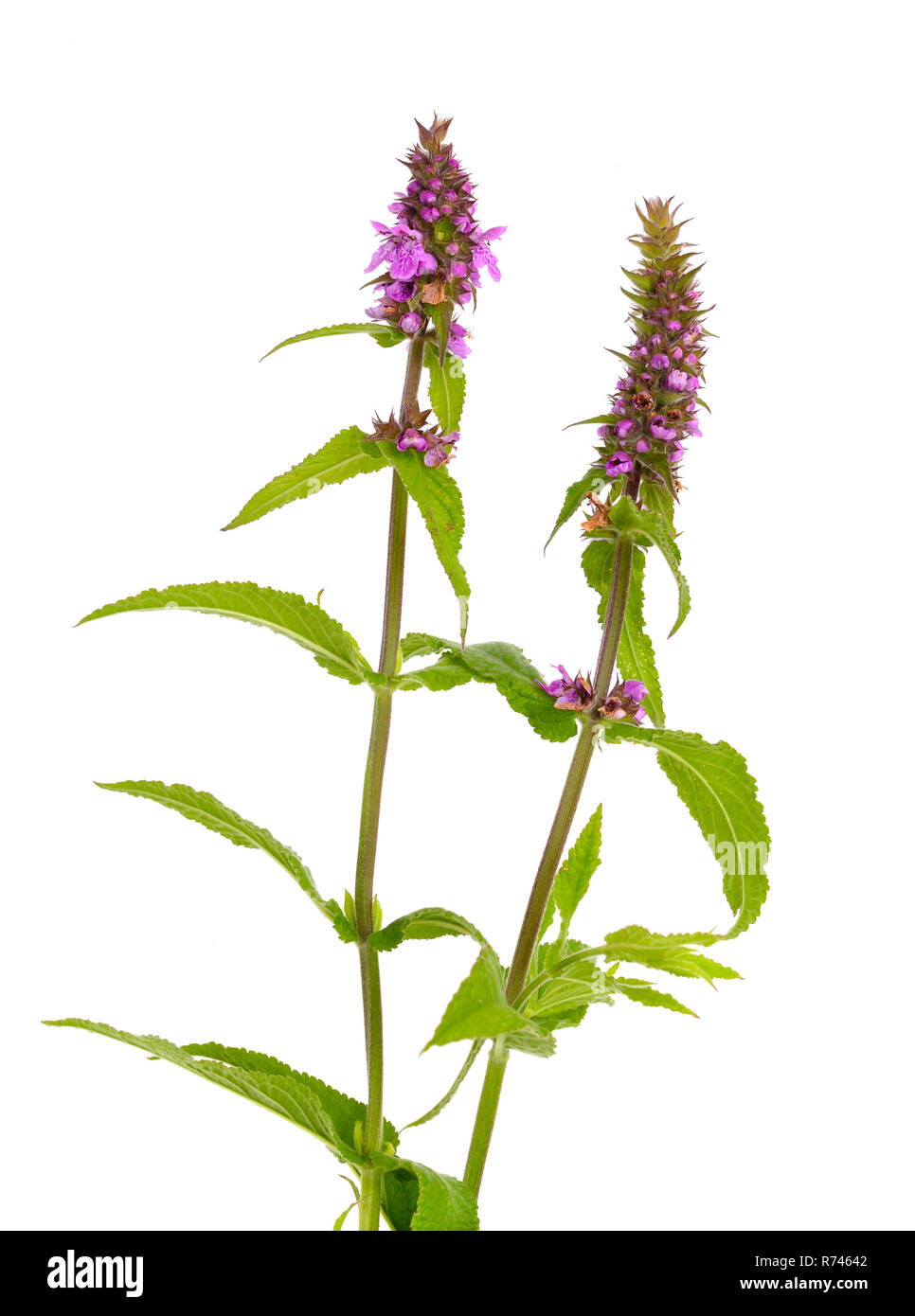 Stachys palustris, commonly known as marsh woundwort, marsh hedgenettle ...