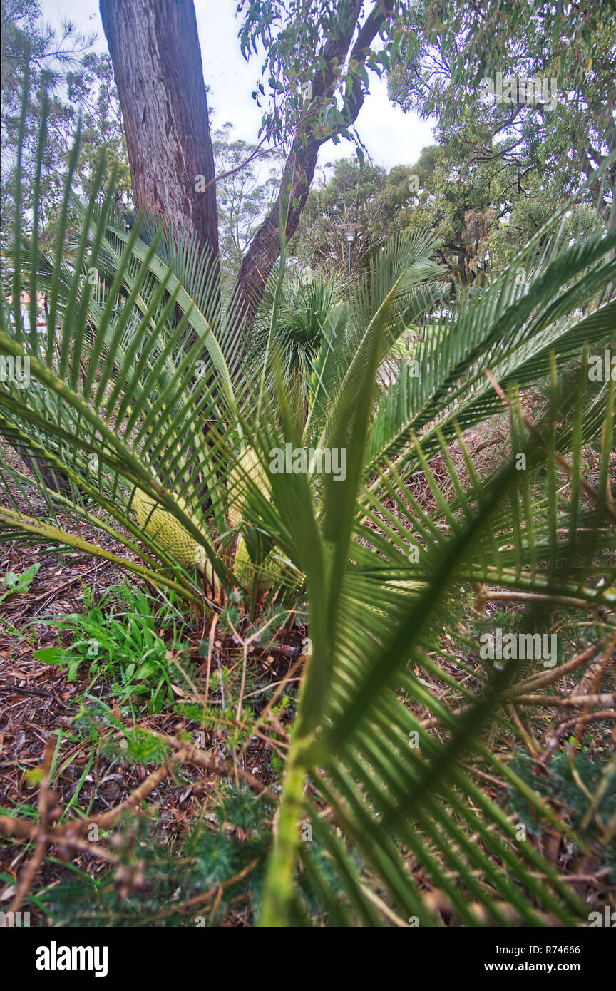 Species New To Science: [Botany • 2019] Zamia, 58% OFF