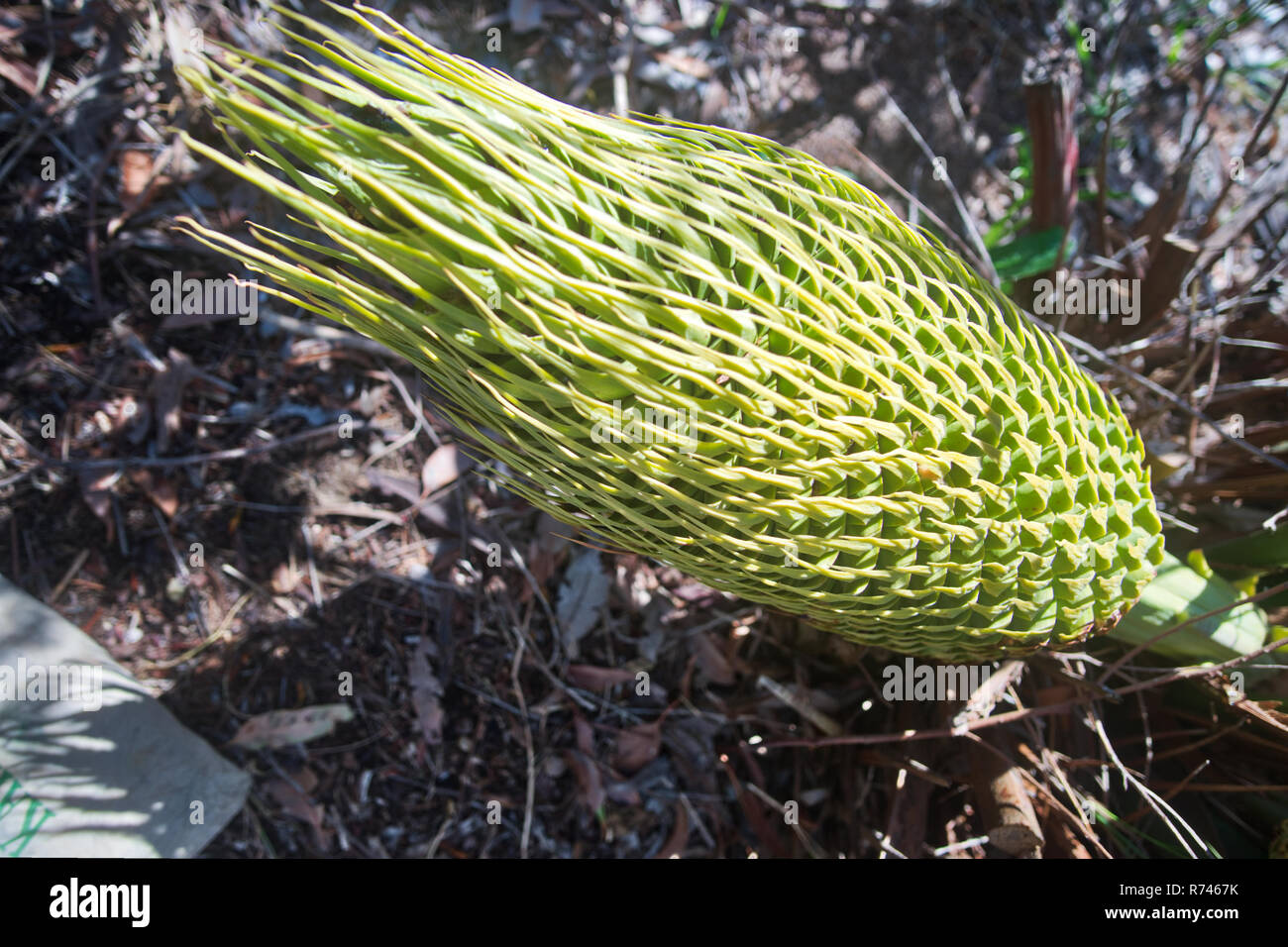 Macrozamia ridlei, Zamia palm, Australian native vegitation an bush ...
