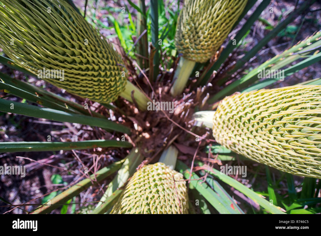 Macrozamia ridlei, zamia palm, female fowers in centre of bush Wanneroo ...
