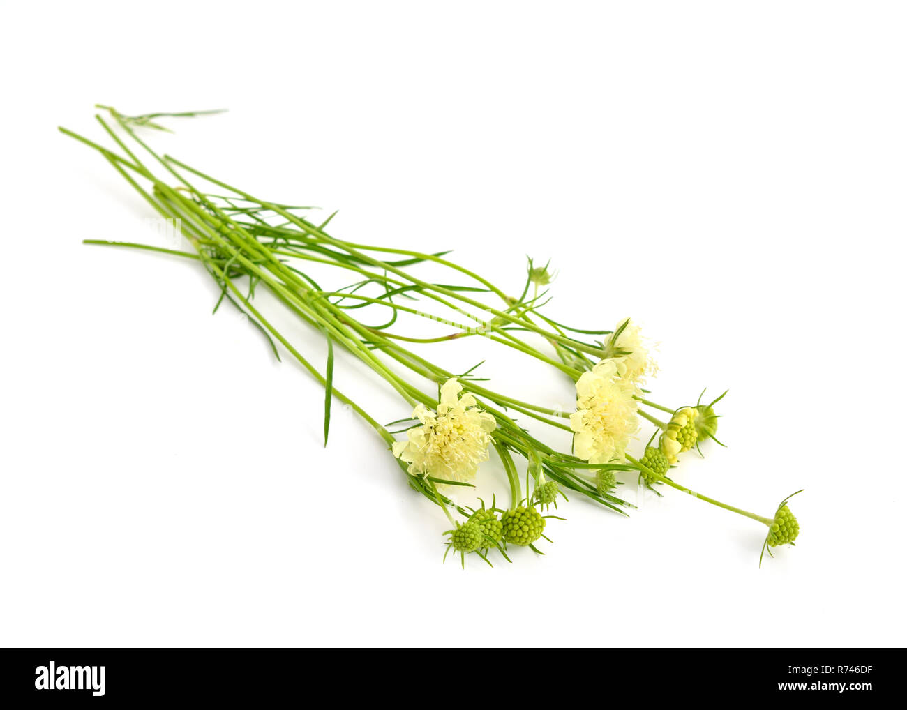 Scabiosa ochroleuca hi-res stock photography and images - Alamy