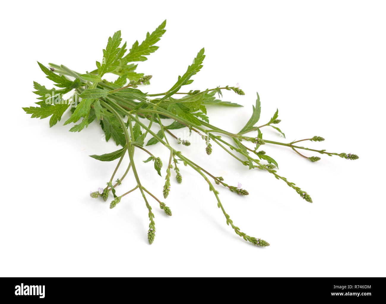 Verbena officinalis, the common vervain or common verbena. Isolated ...