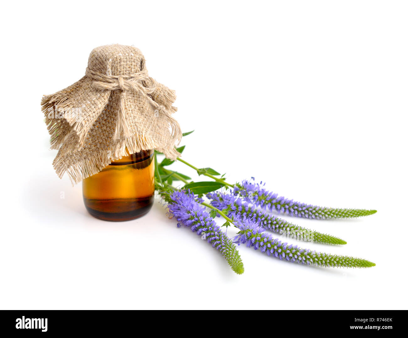 Veronica longifolia hi-res stock photography and images - Alamy
