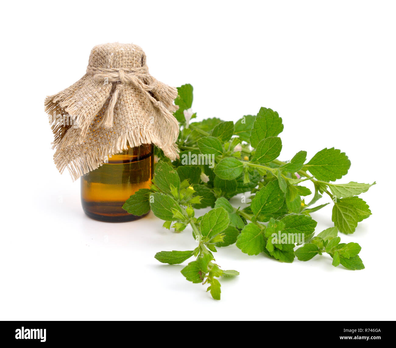 Melissa officinalis, known as lemon balm, balm, common balm, or balm ...