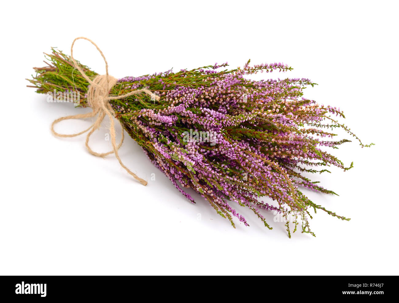 Calluna vulgaris (known as common heather, ling, or simply heather ...