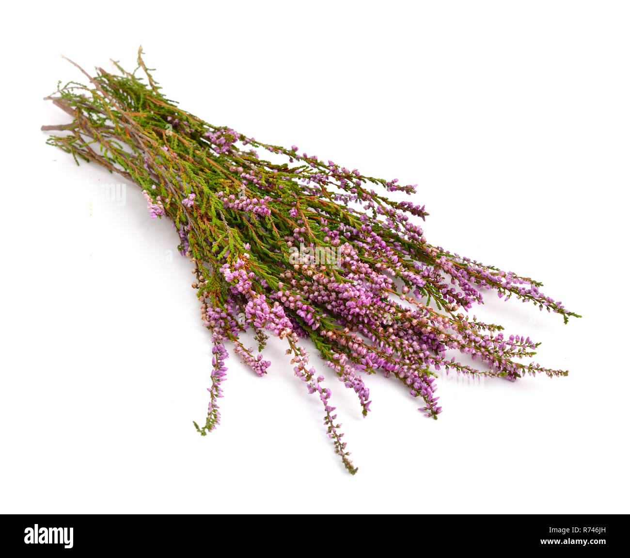 Calluna vulgaris (known as common heather, ling, or simply heather ...