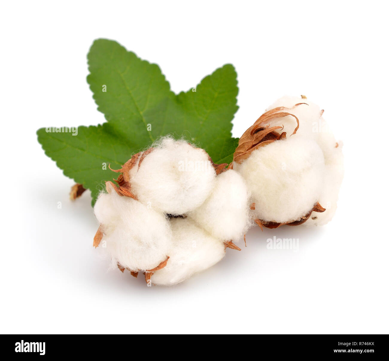 Cotton plant isolated on white background Stock Photo - Alamy