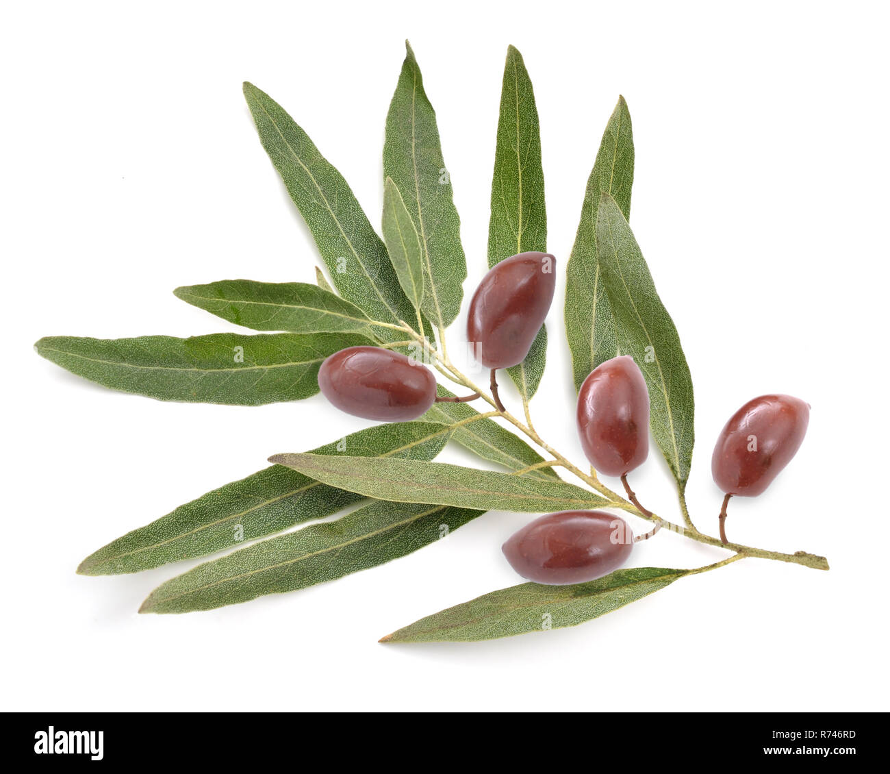 Olive twig isolated on white background Stock Photo - Alamy