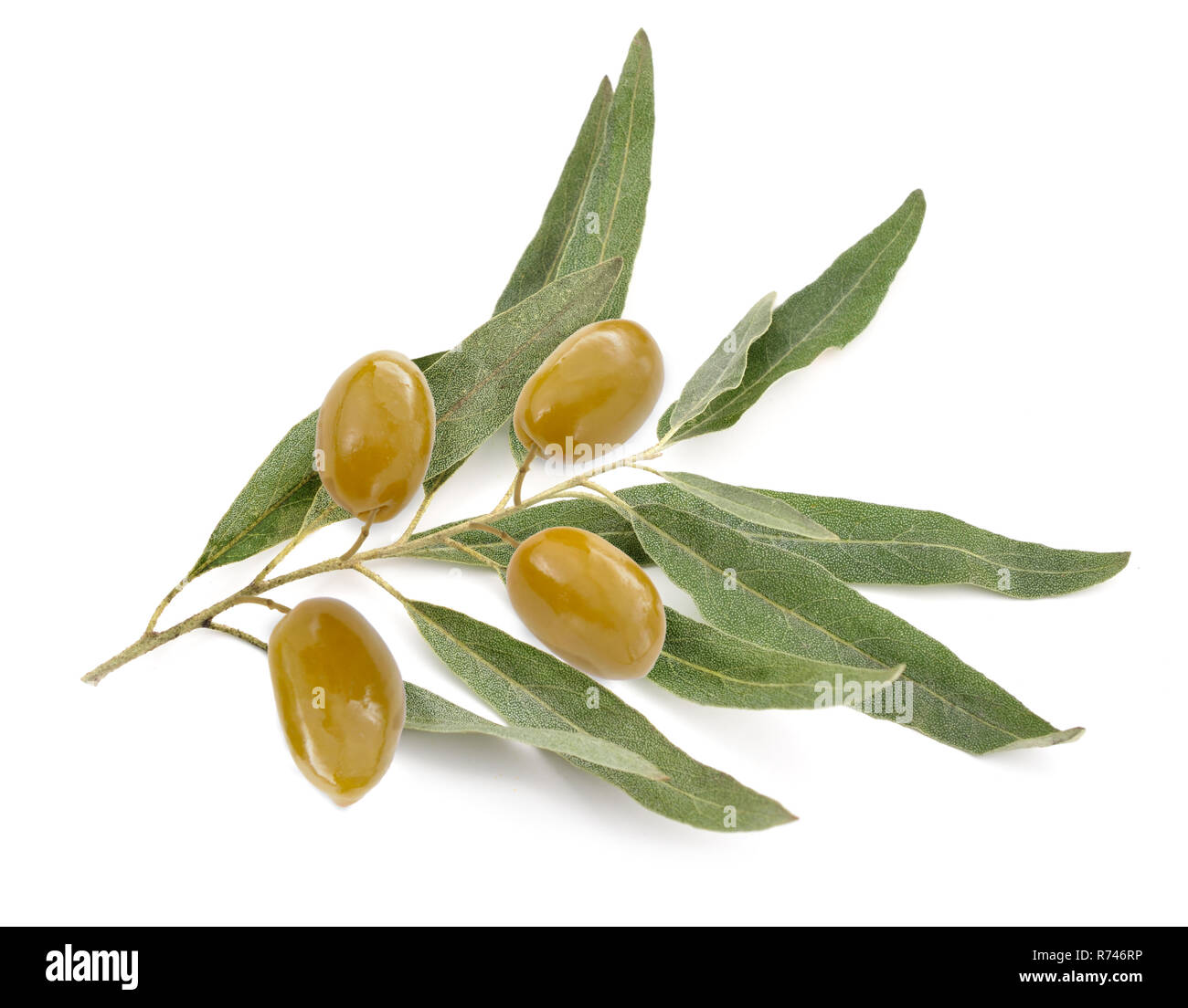 Olive twig isolated on white background Stock Photo - Alamy