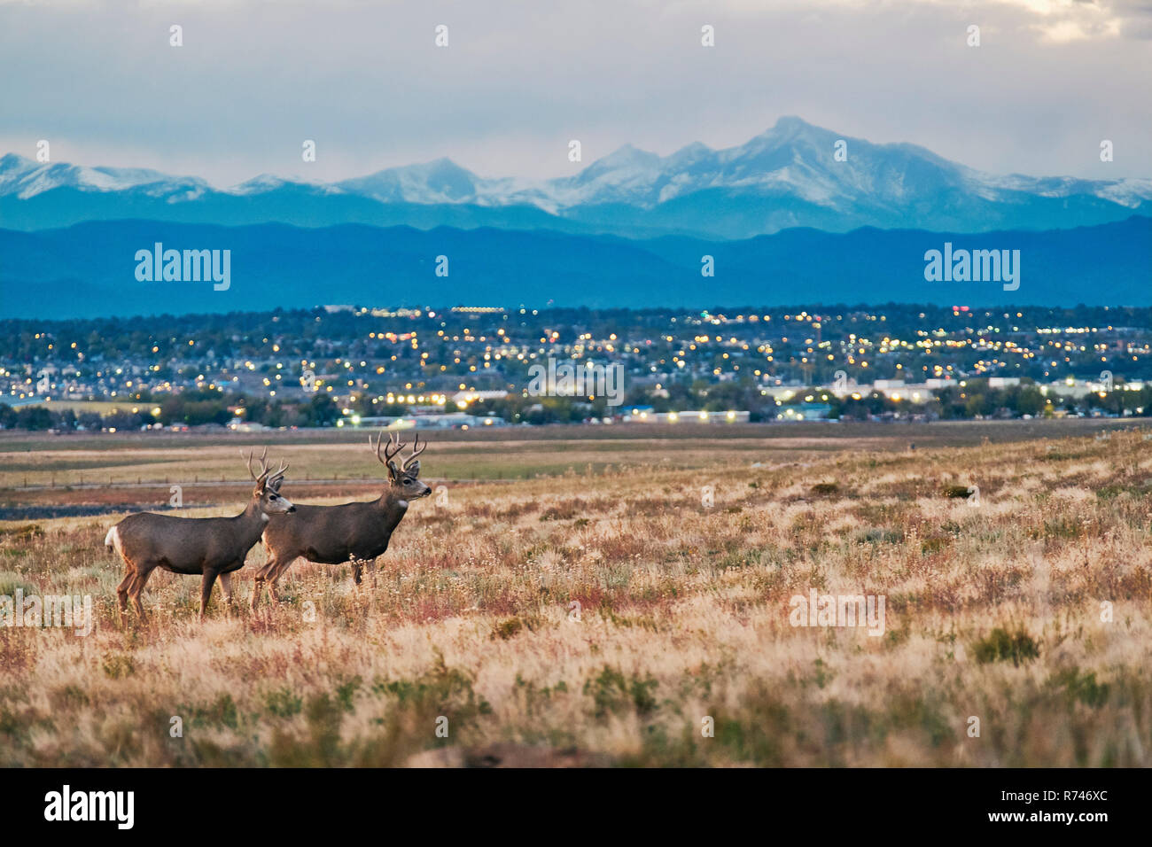 Deers on landscape, cityscape, Longs Peak, Rocky Mountains, Denver ...