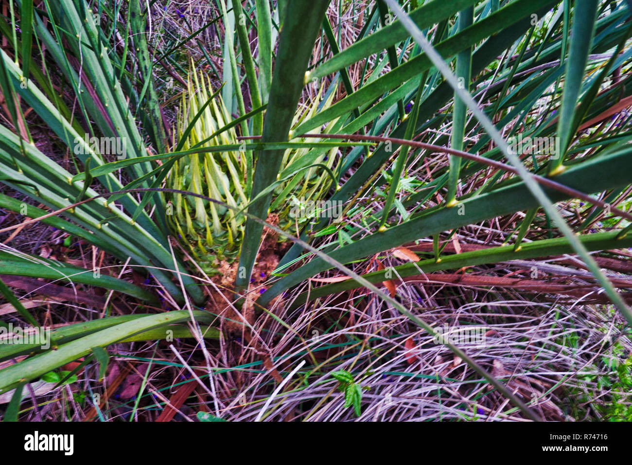 Macrozamia ridlei, female zamia flower peeking through the bush ...