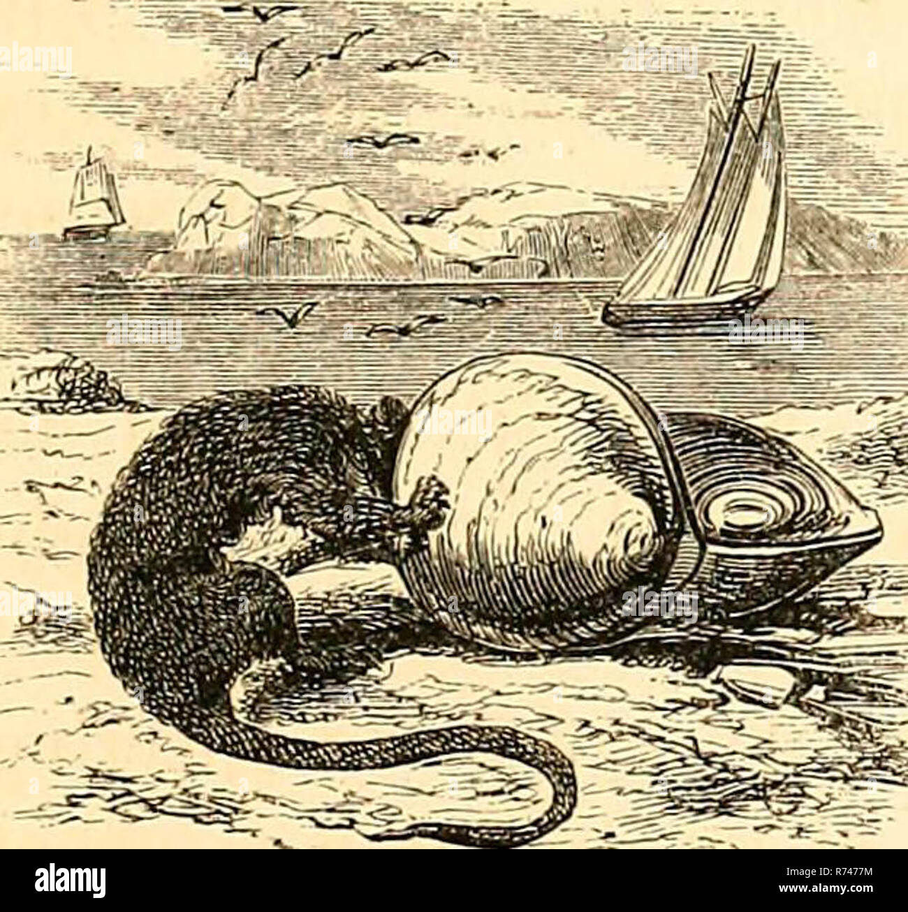 "Peter Parley's kaleidoscope : or, Parlor pleasure book : consisting of ...