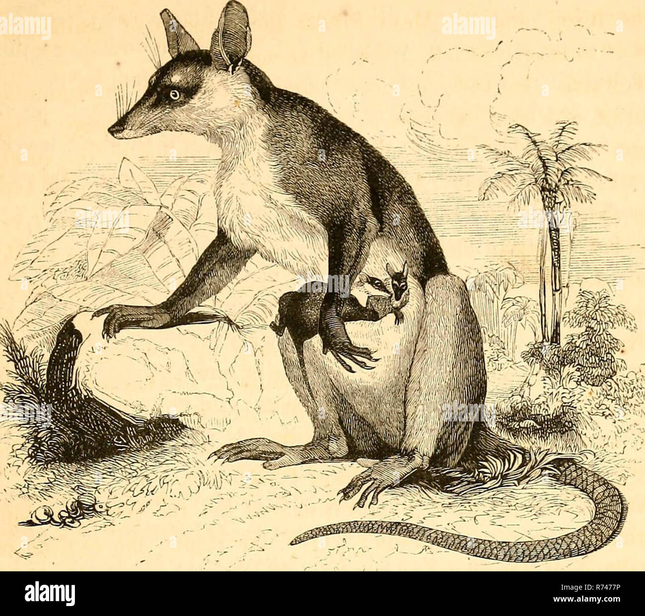 "Peter Parley's kaleidoscope : or, Parlor pleasure book : consisting of ...