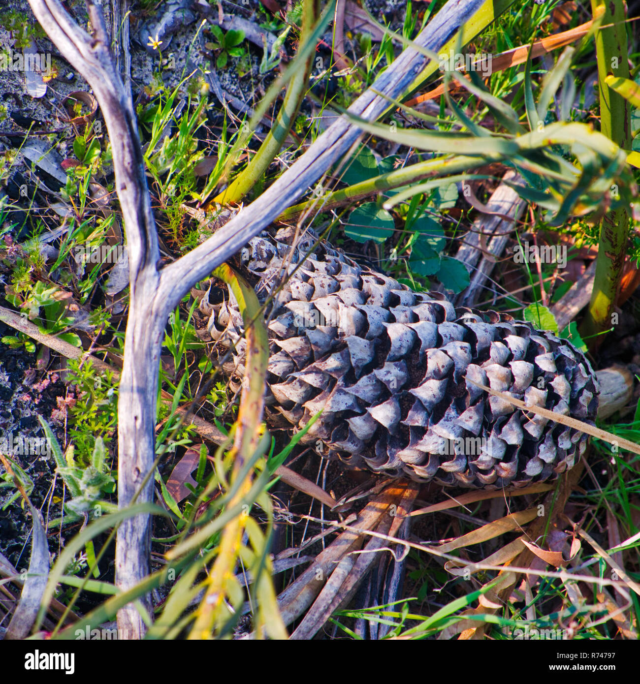 Macrozamia ridlei, mature zamia fruiting body with nuts, Australian ...