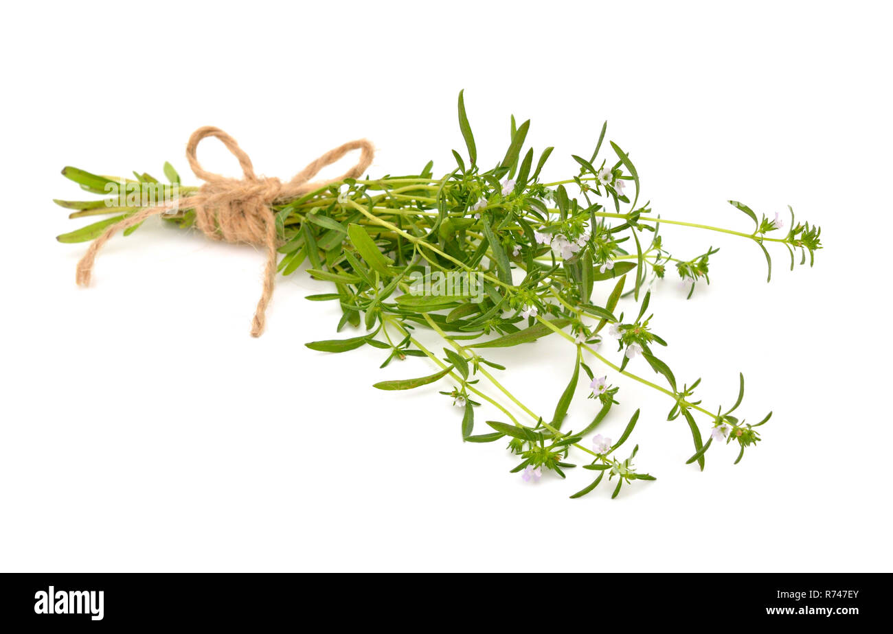 Summer savory isolated on the white background Stock Photo - Alamy