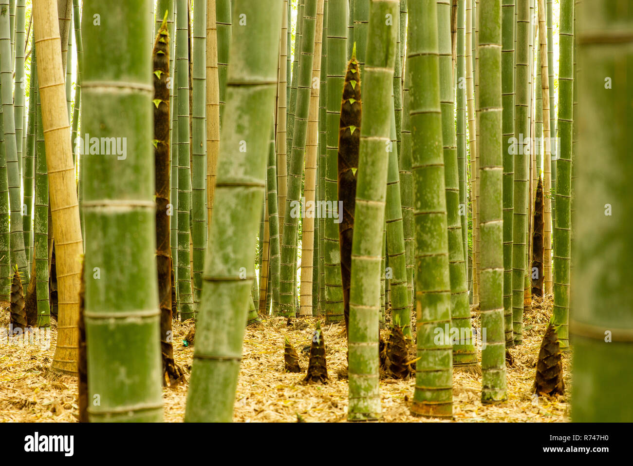Bamboo forest in Japan Stock Photo - Alamy