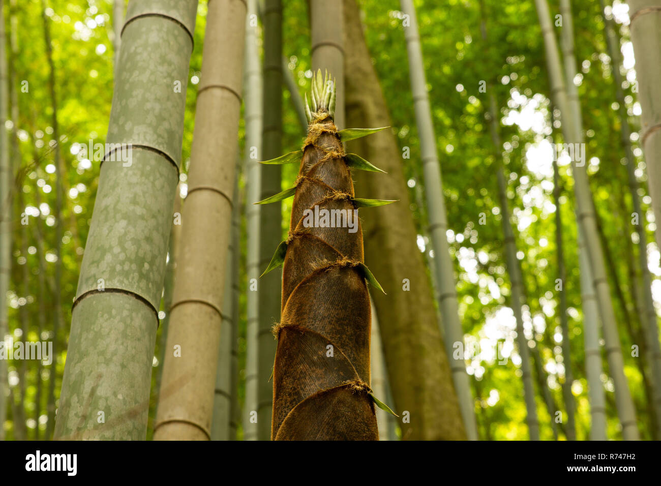 Bamboo forest in Japan Stock Photo - Alamy