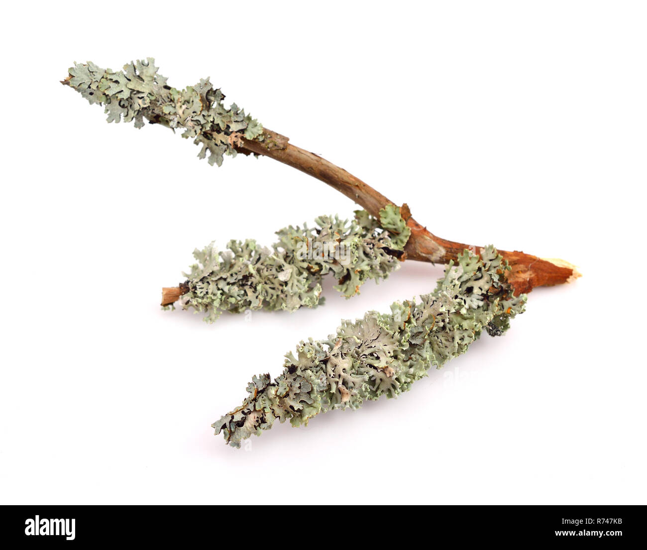 Lichen isolated on white background Stock Photo - Alamy