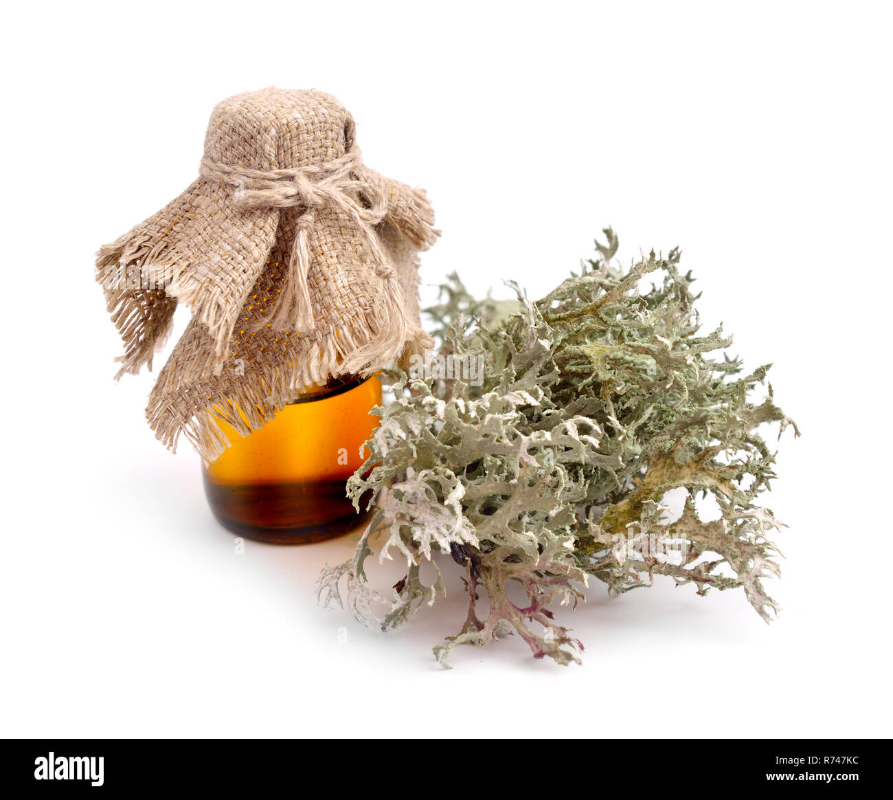 Lichen isolated on white background Stock Photo - Alamy