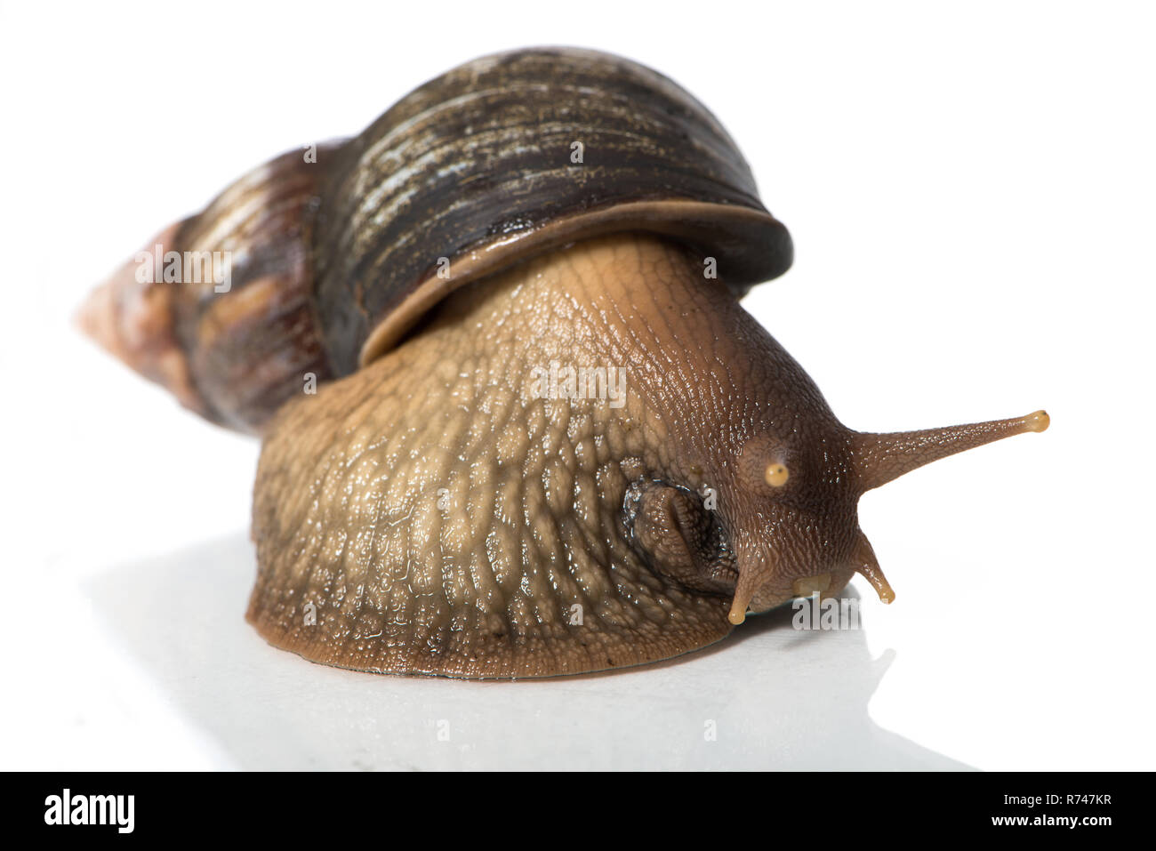 Agate snail isolated on white background Stock Photo - Alamy