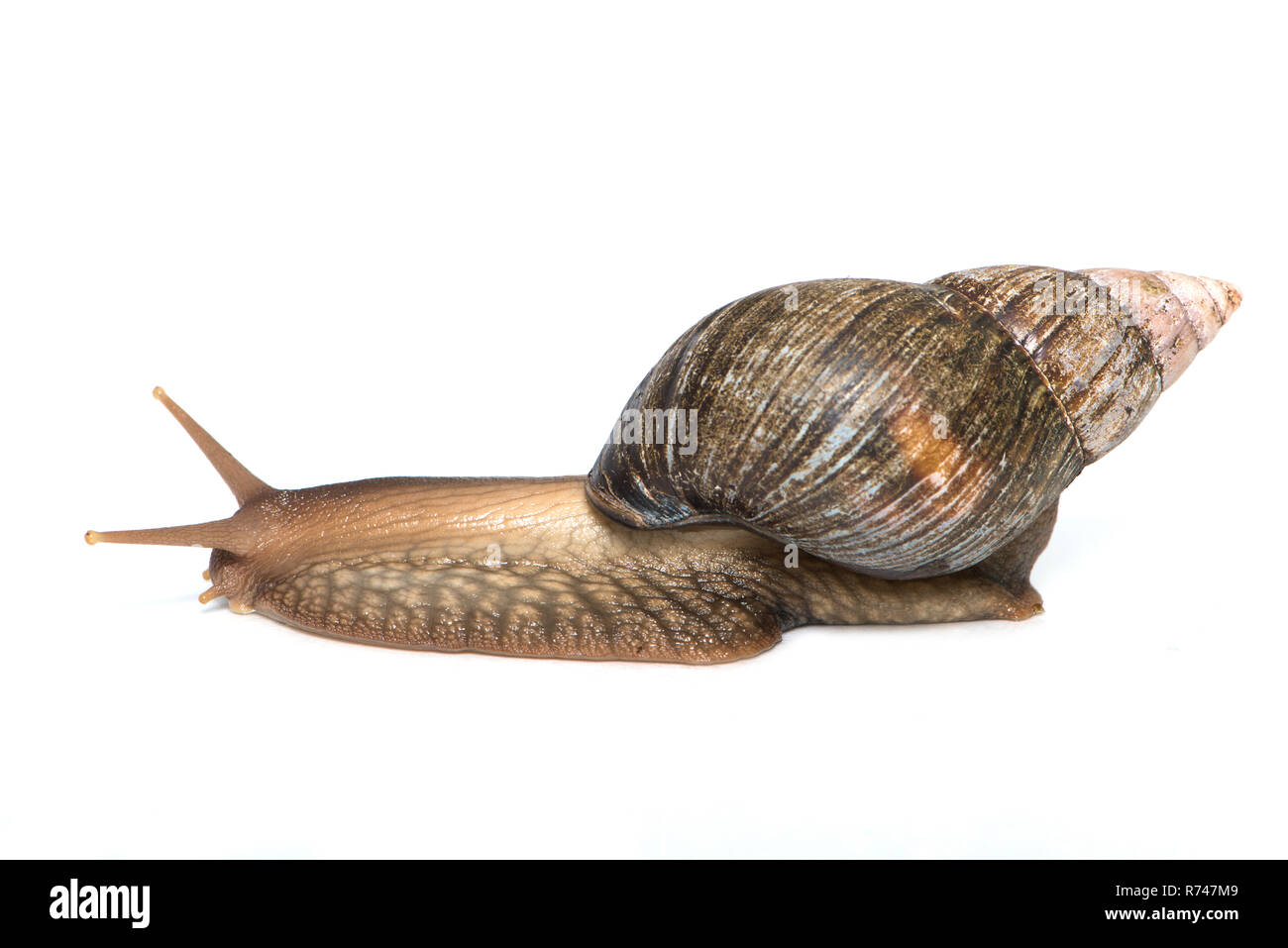 Agate snail isolated on white background Stock Photo - Alamy