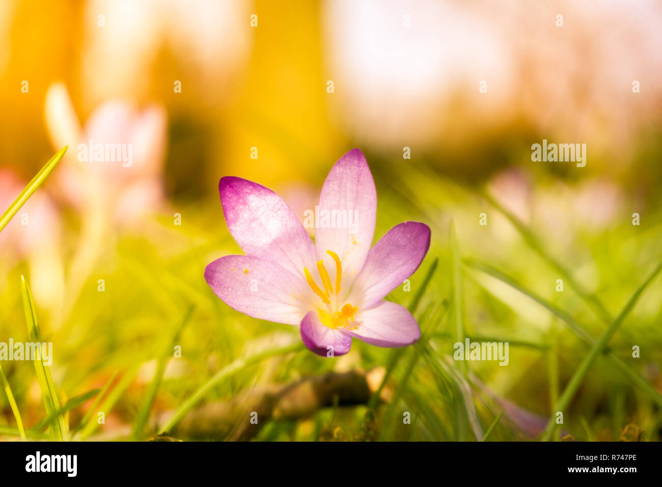 Pink crocus flowers hi-res stock photography and images - Alamy