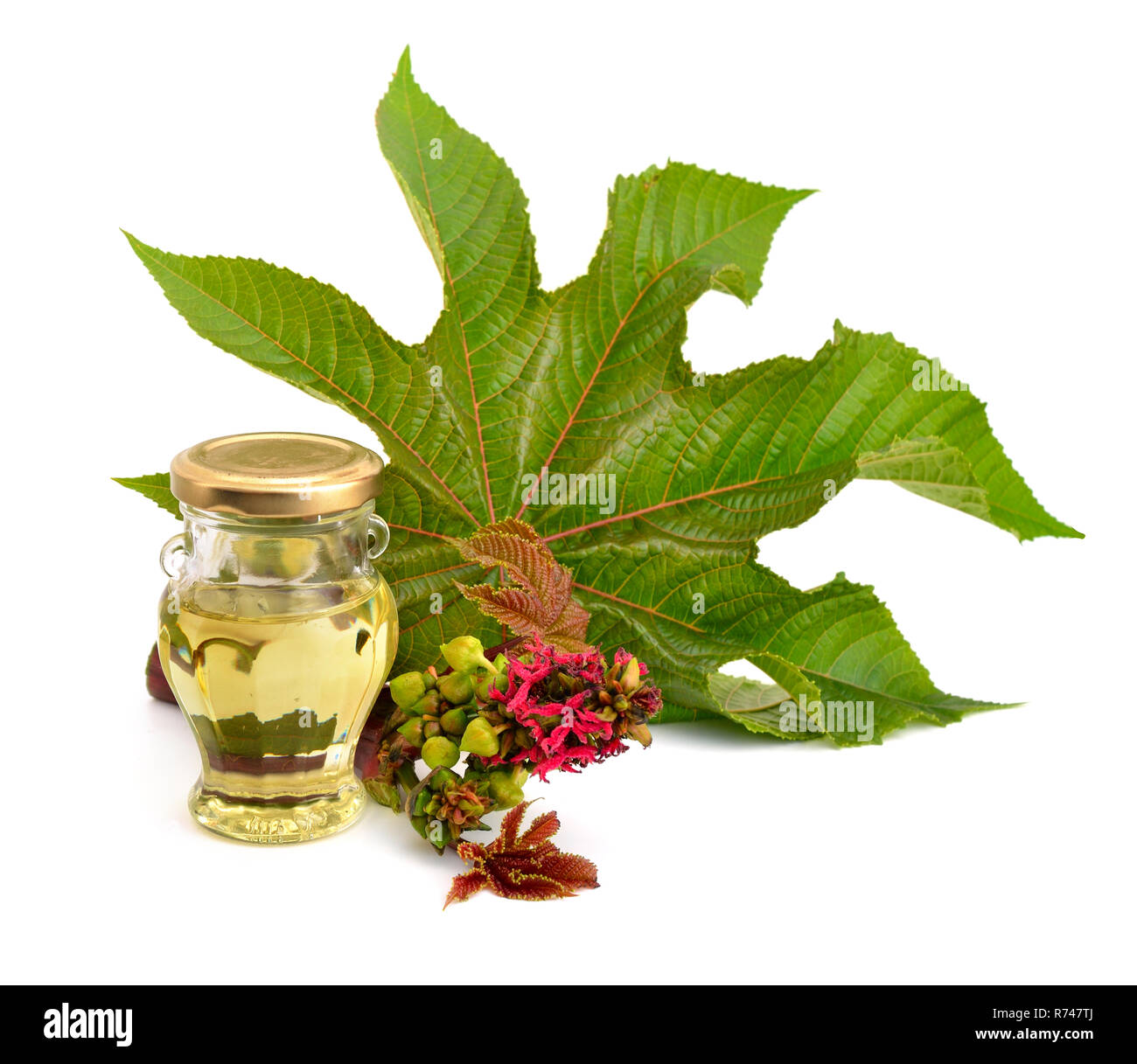 Ricinus communis, castorbean or castor-oil-plant. Composition with ...