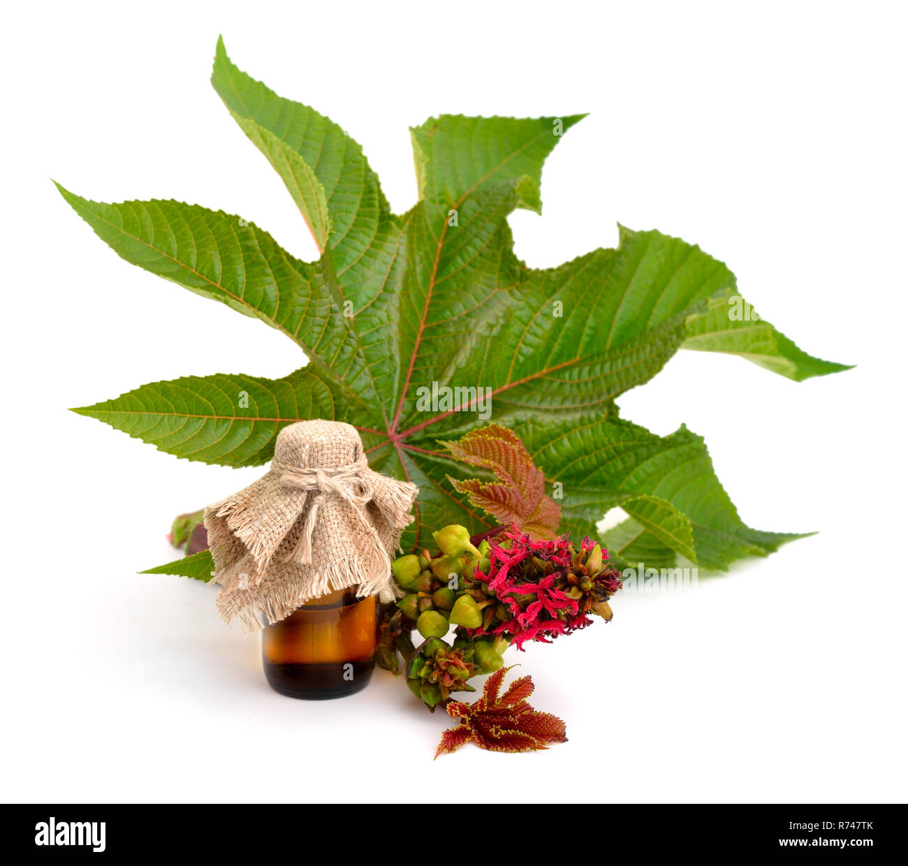 Ricinus communis, castorbean or castor-oil-plant. Composition with ...