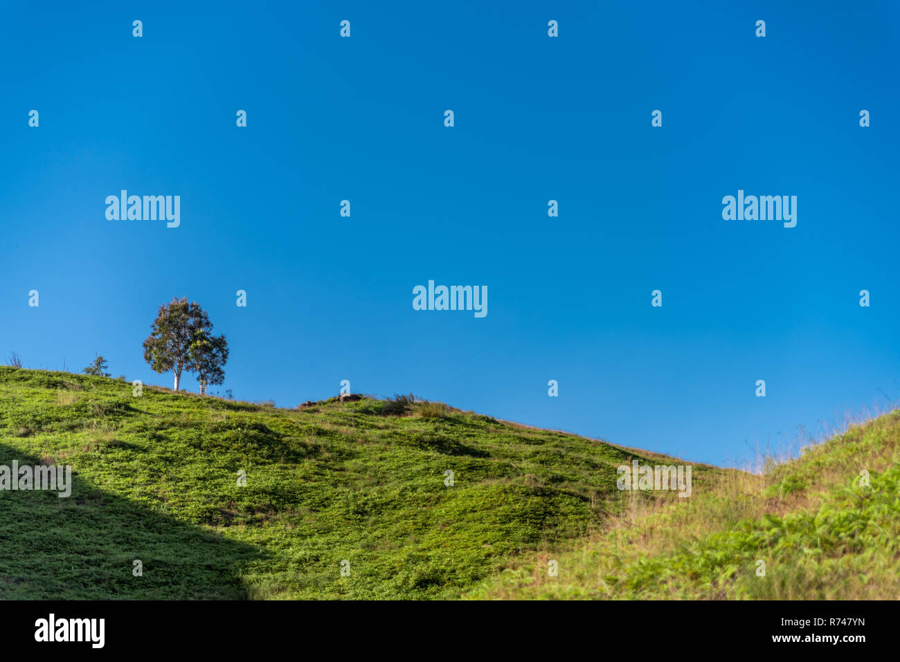 Single tree on hill and blue sky Stock Photo - Alamy