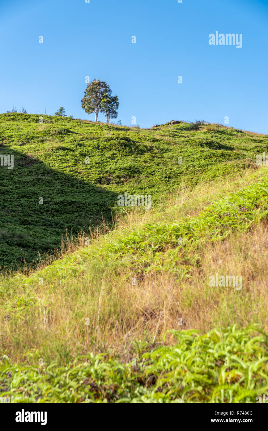 Single tree on hill and blue sky Stock Photo - Alamy