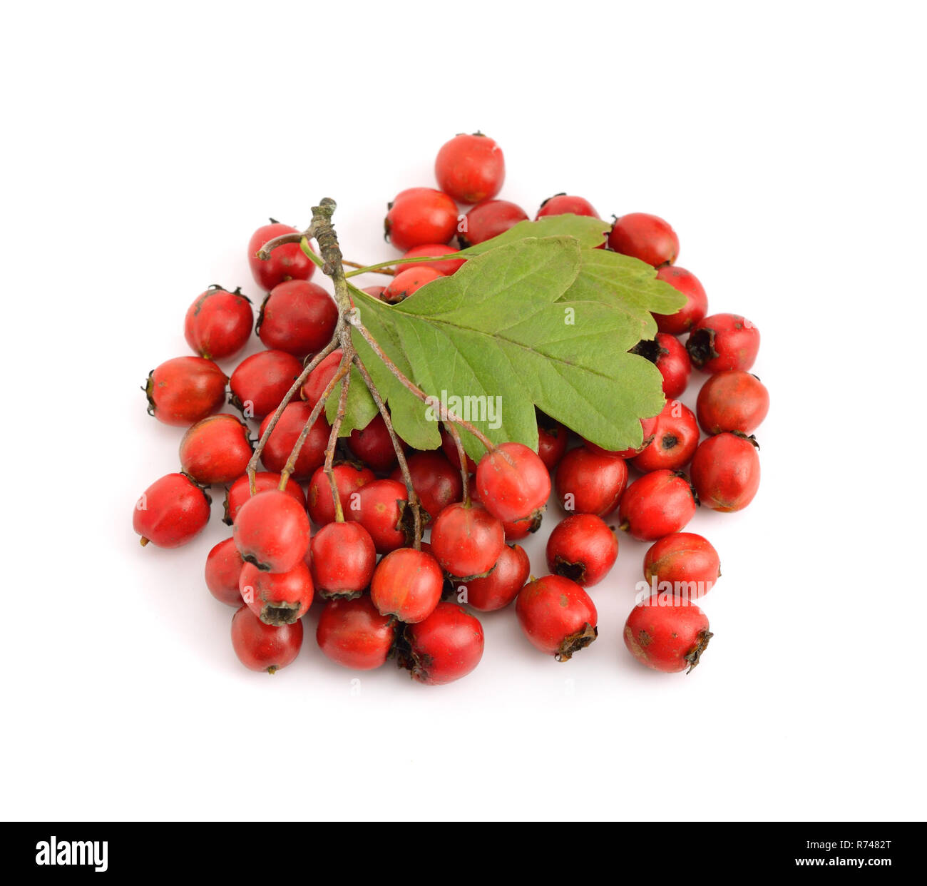 Crataegus, commonly called hawthorn, thornapple, May-tree, whitethorn ...