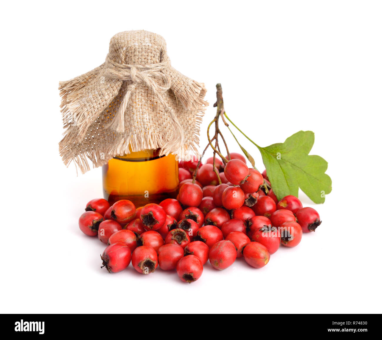 Crataegus, commonly called hawthorn, thornapple, May-tree, whitethorn ...