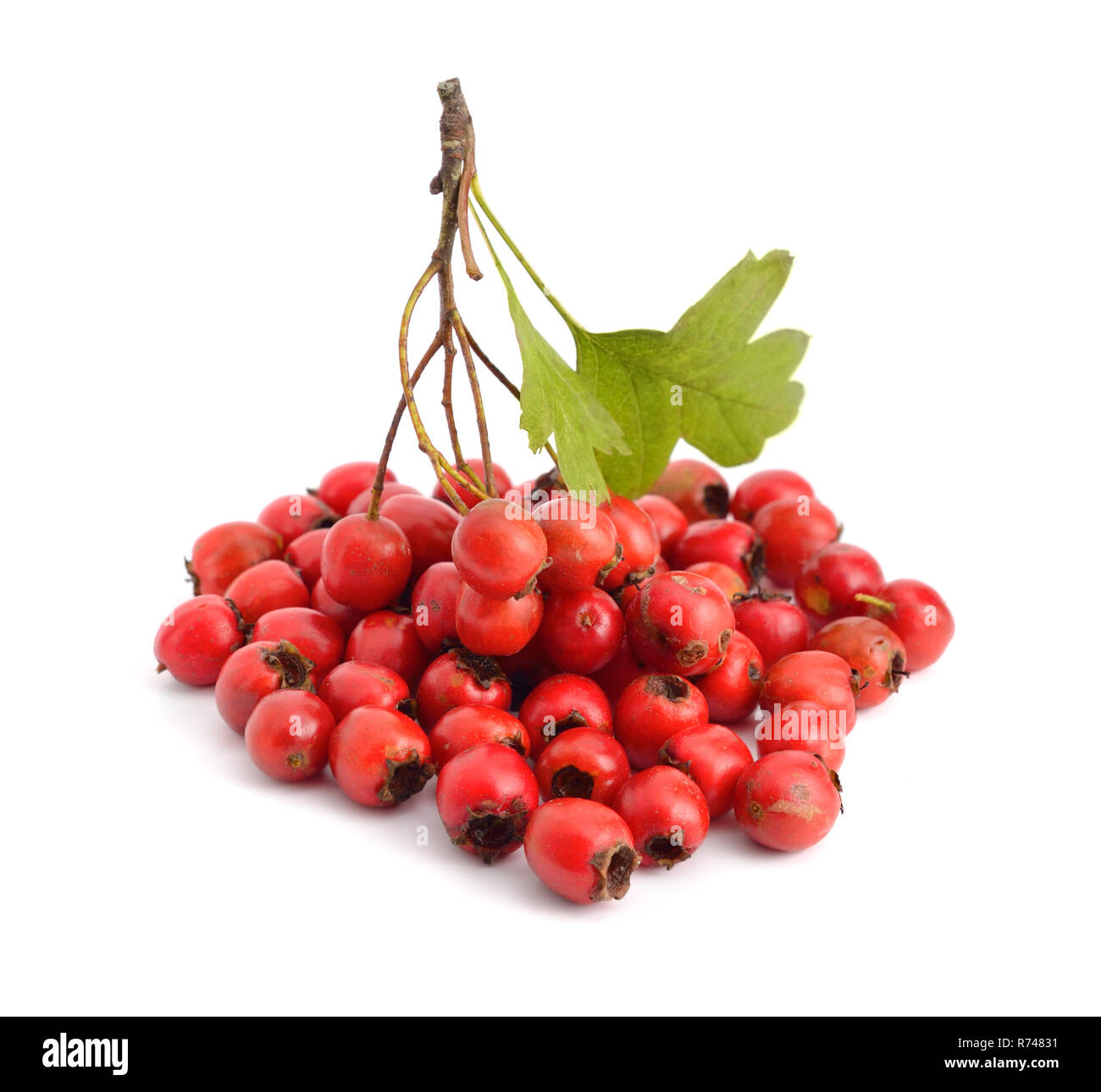 Crataegus, commonly called hawthorn, thornapple, May-tree, whitethorn ...