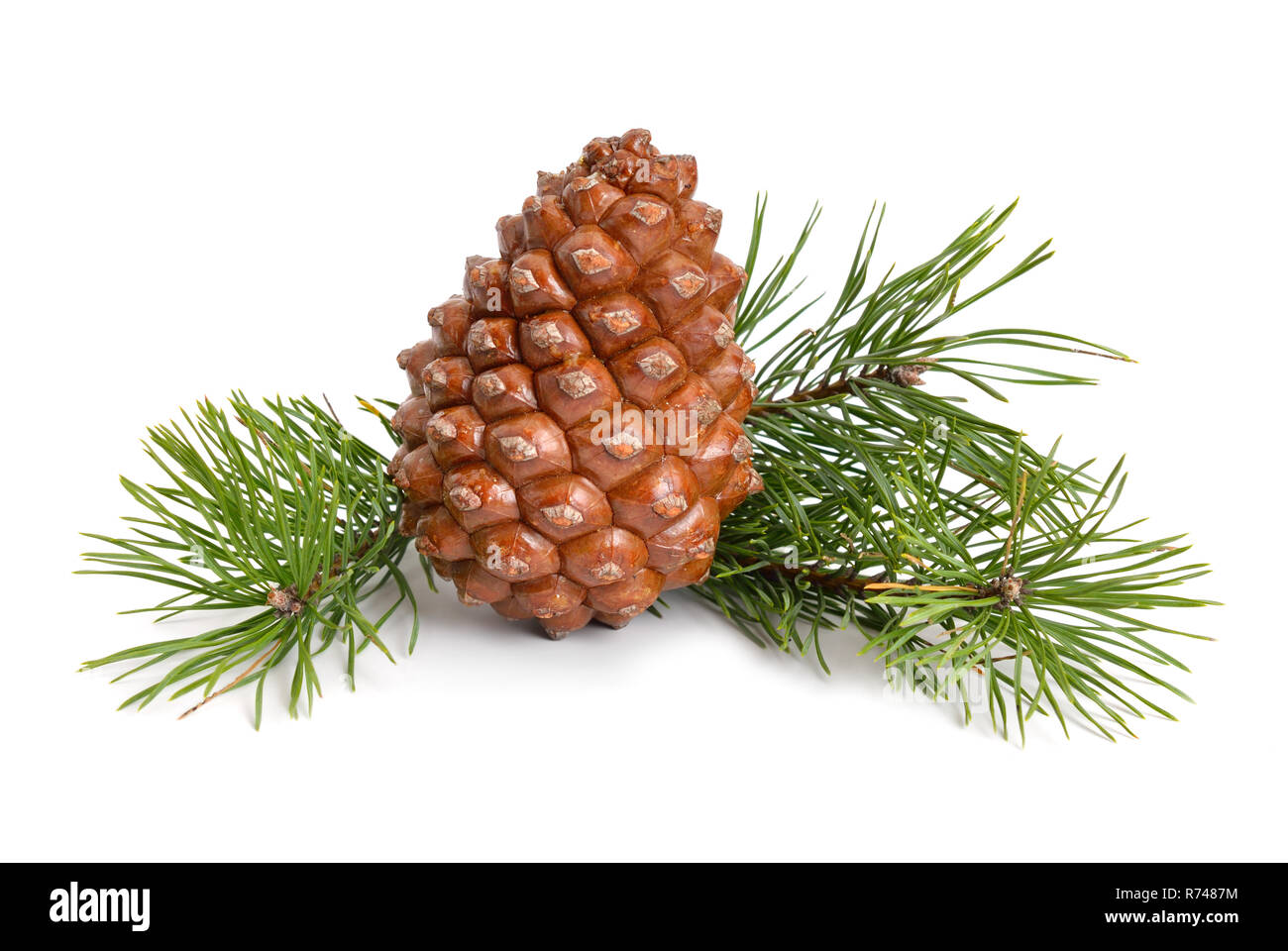 Pinus pinea cone isolated on white background Stock Photo - Alamy