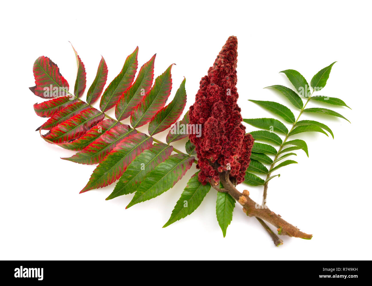 Drupes of a staghorn sumac isolated on white background Stock Photo - Alamy