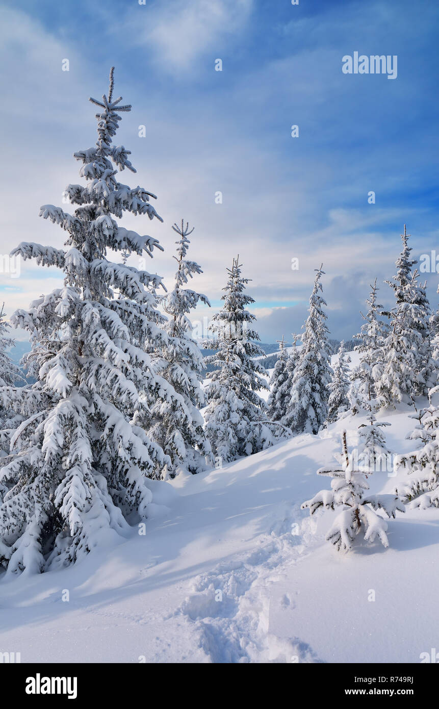 Forest after blizzard hi-res stock photography and images - Alamy