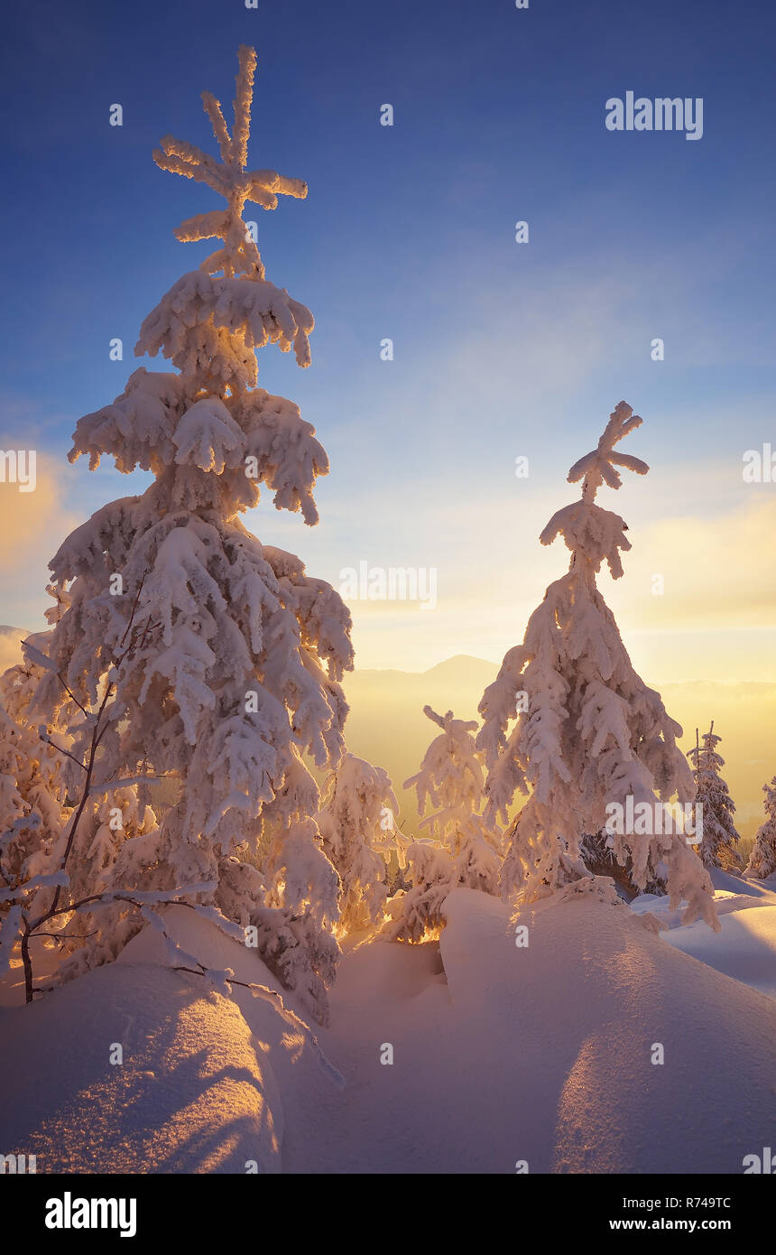 Pine forest snow sunset hi-res stock photography and images - Alamy